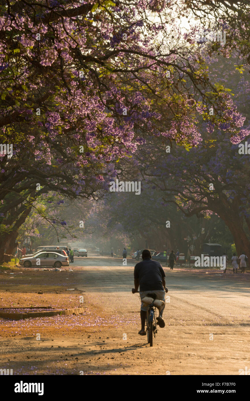 Zimbabwe harare jacaranda hi-res stock photography and images - Alamy