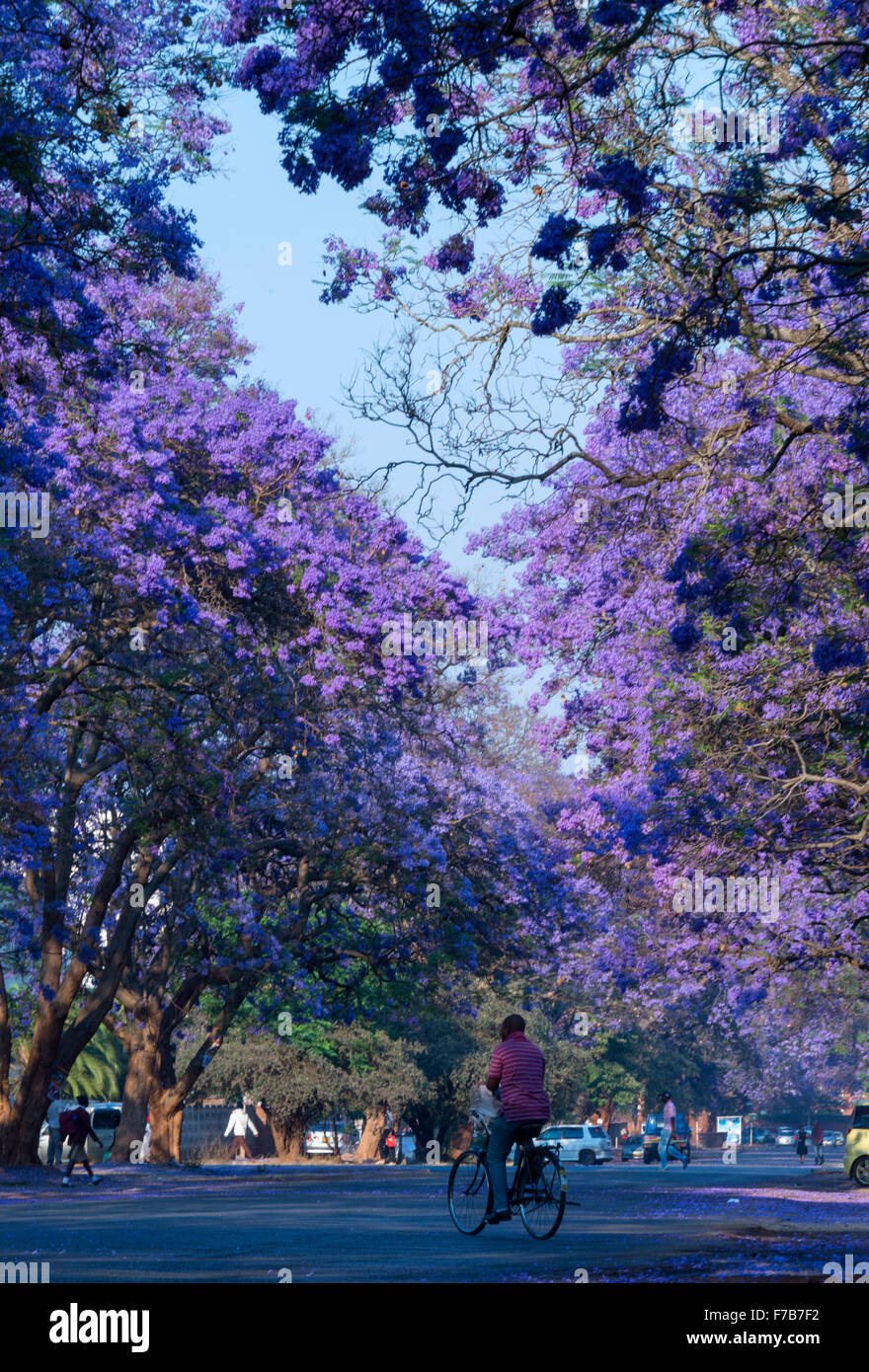 Harare jacaranda hi-res stock photography and images - Alamy