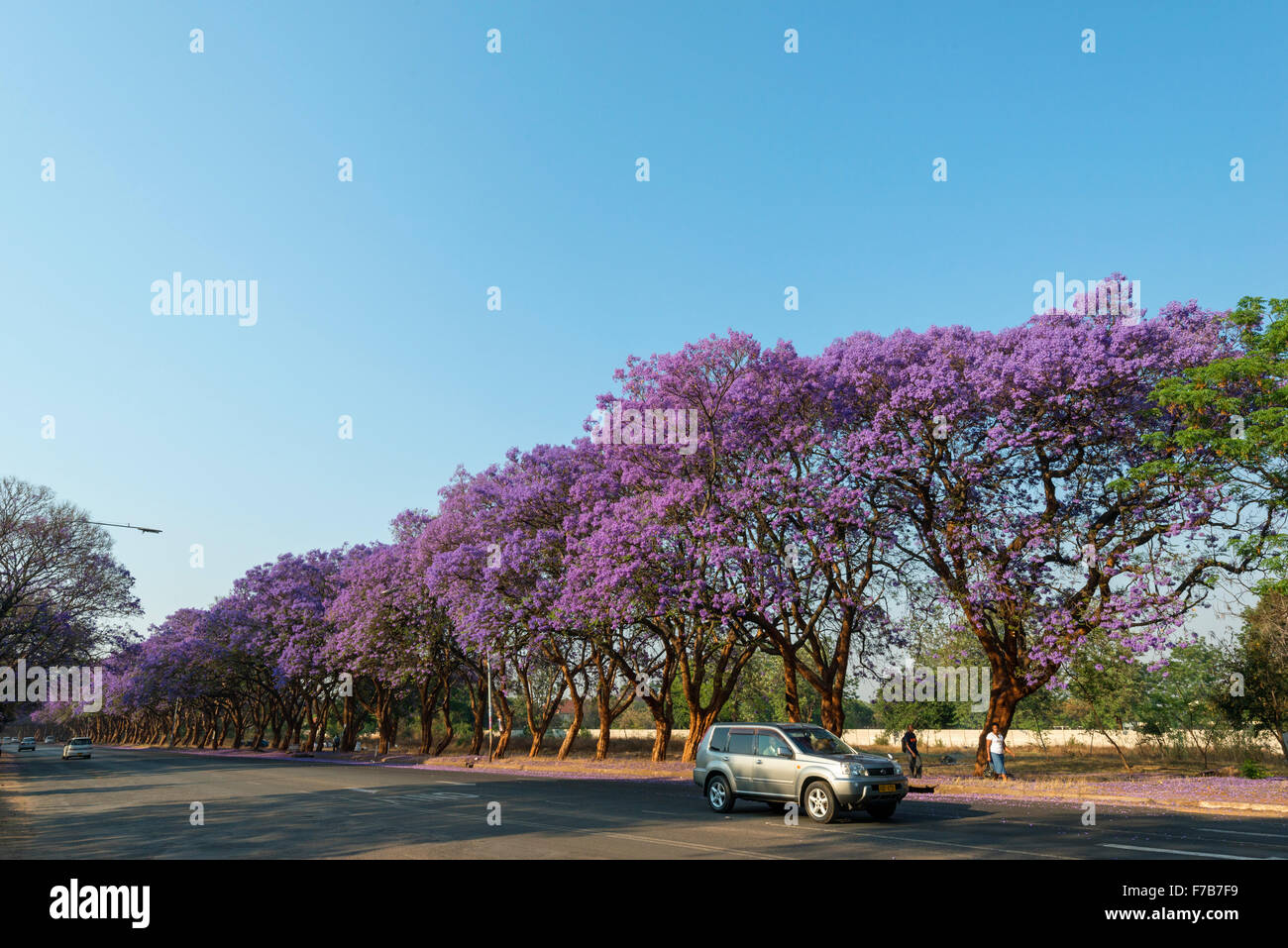 Zimbabwe harare jacaranda hi-res stock photography and images - Alamy