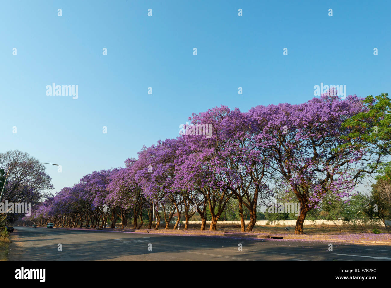 Jacaranda tree line zimbabwe hi-res stock photography and images - Alamy
