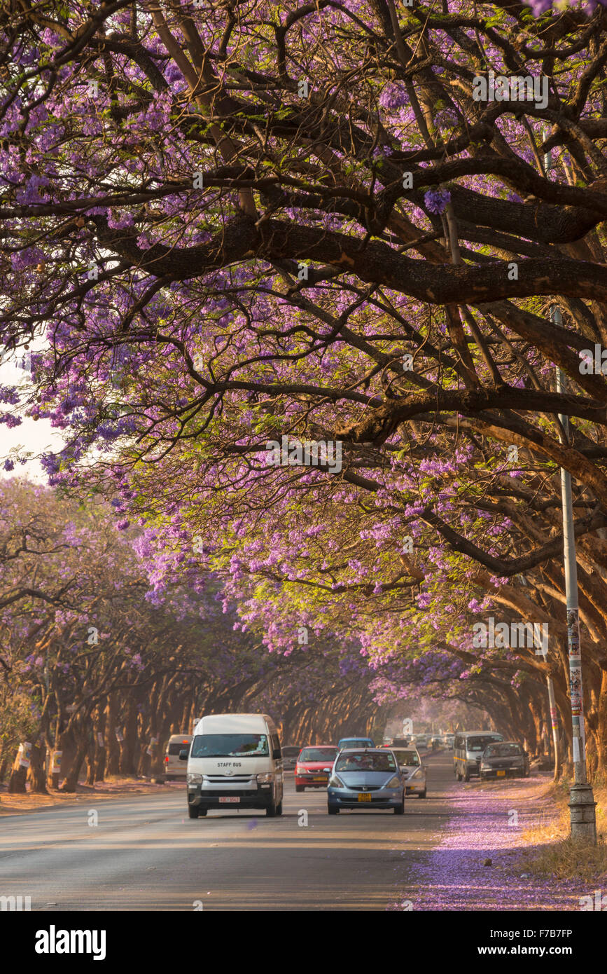 Zimbabwe harare jacaranda hi-res stock photography and images - Alamy