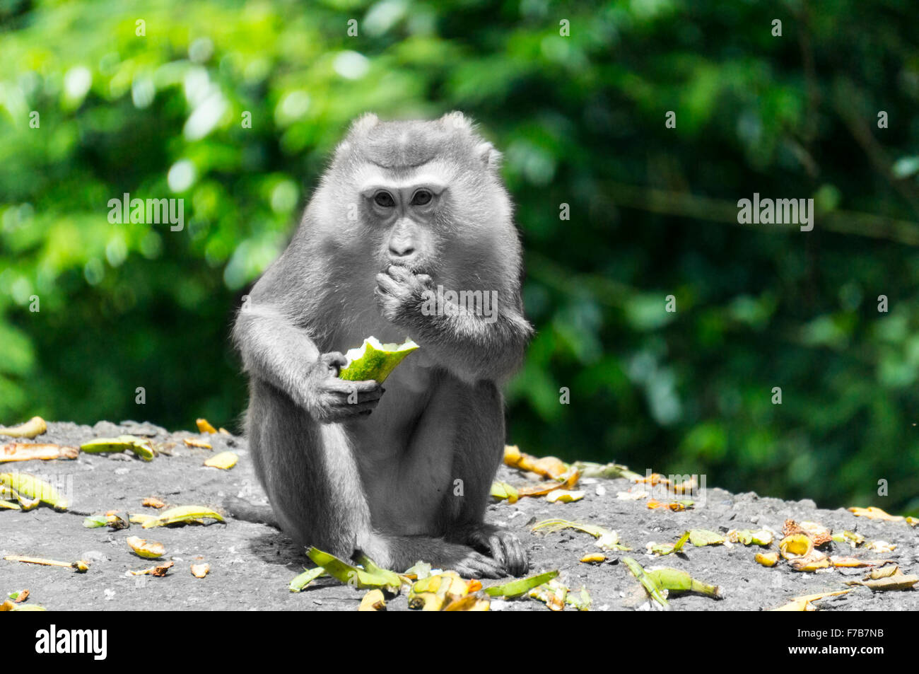 Cutey monkey was eating banana, throw peel everywhere, the way it bite ...
