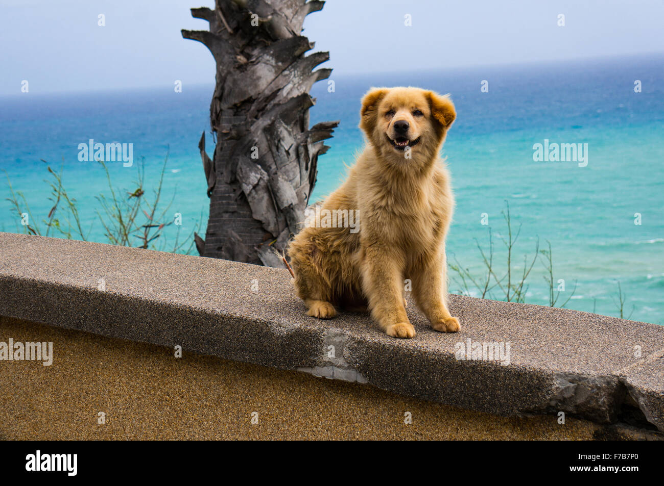 Dogs Point Of View Photography