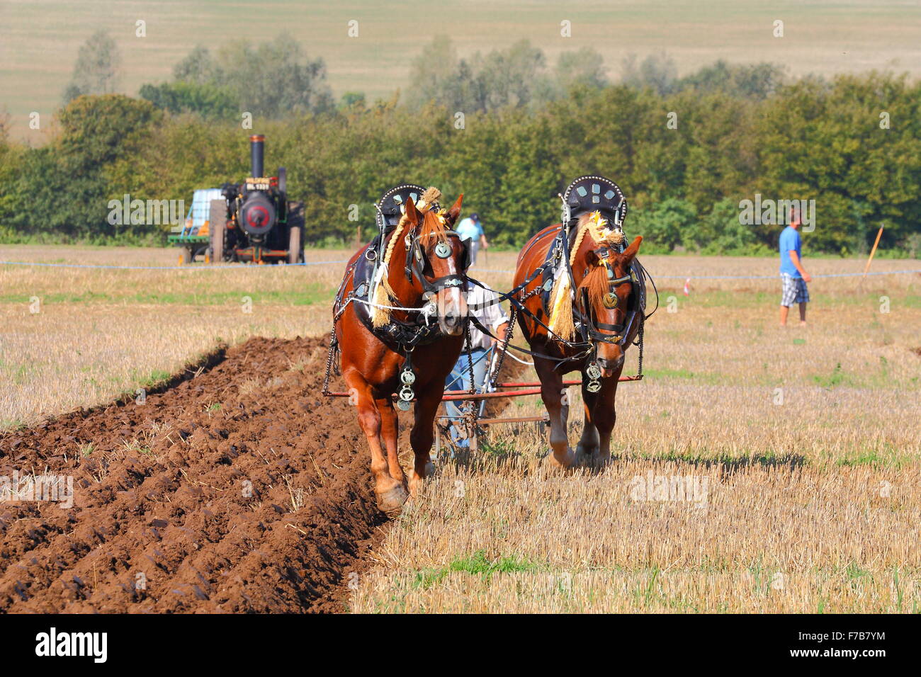 Farmers from Berkshire are competing in the annual Ploughing Match at ...