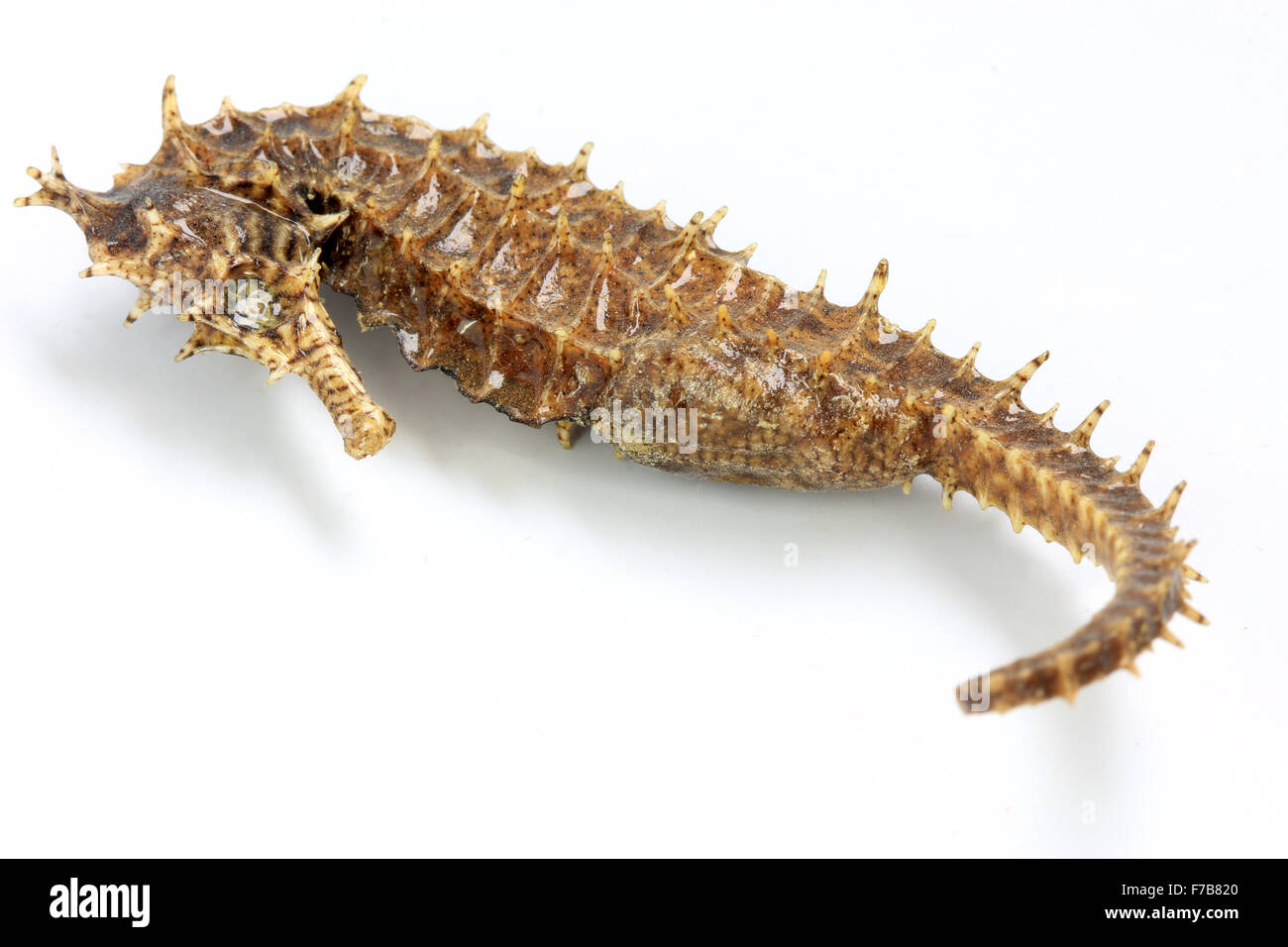 Small marine invertebrates Cut Out Stock Images & Pictures - Alamy