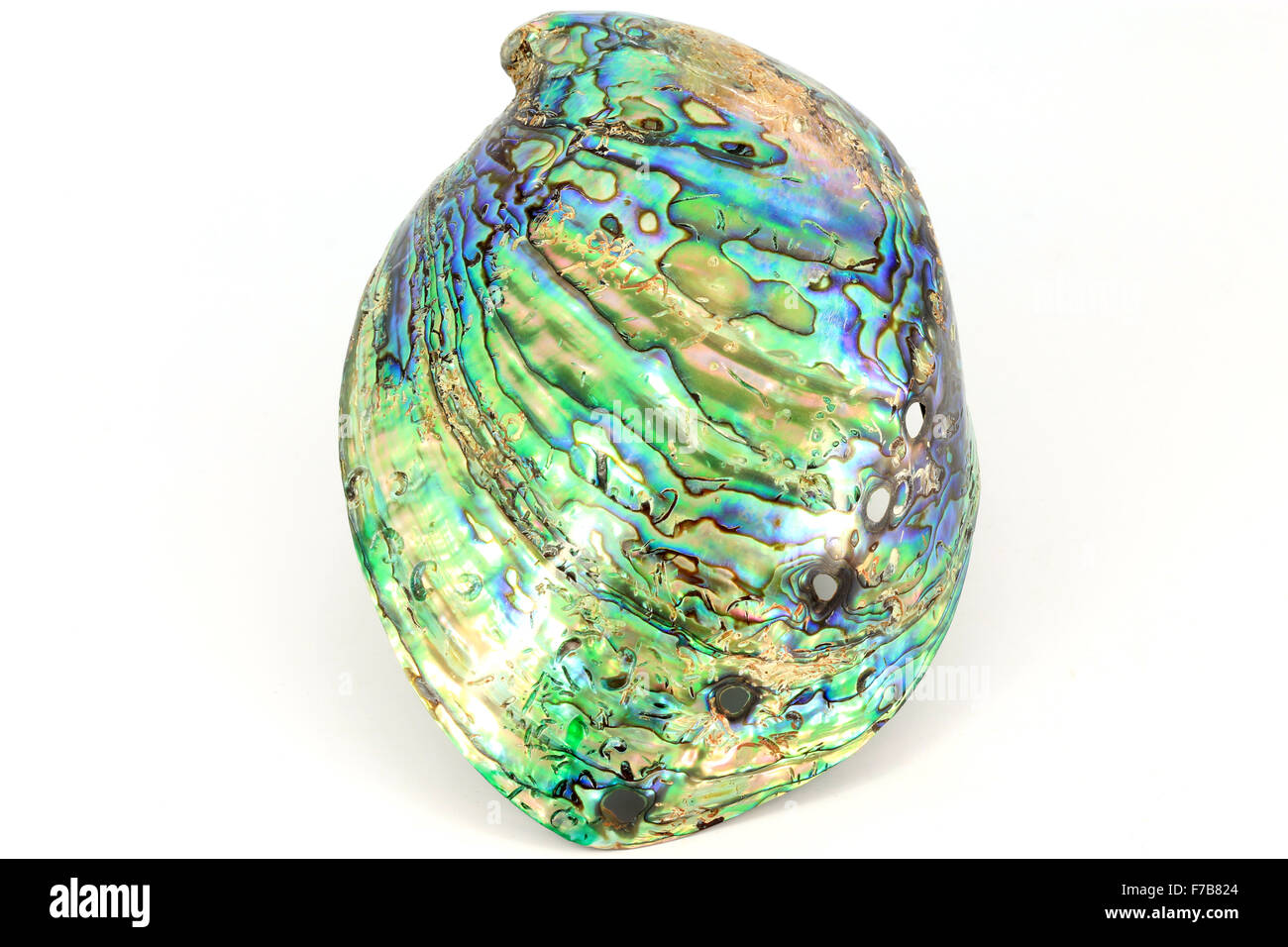 Haliotis hi-res stock photography and images - Alamy