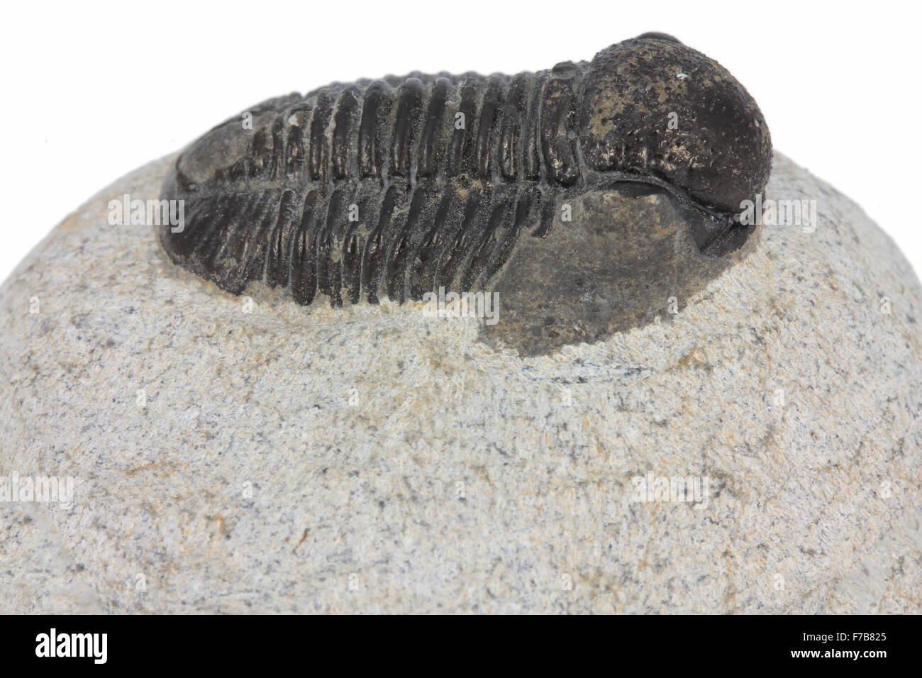 Trilobite beetle hi-res stock photography and images - Alamy