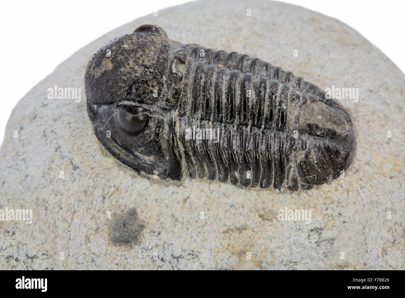 Trilobite hi-res stock photography and images - Alamy
