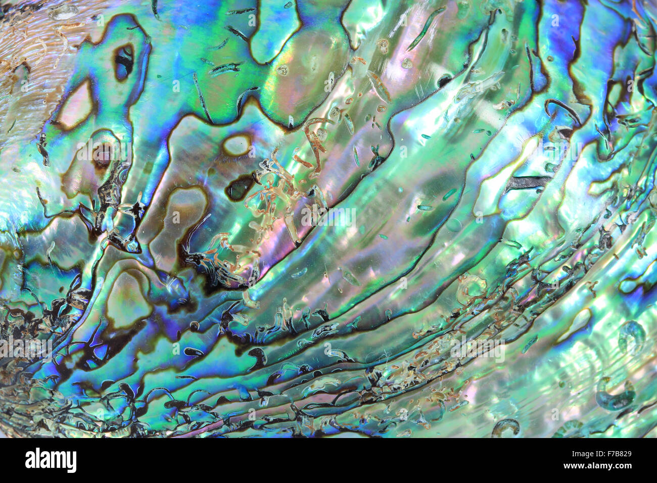 Haliotis shell detail Stock Photo - Alamy