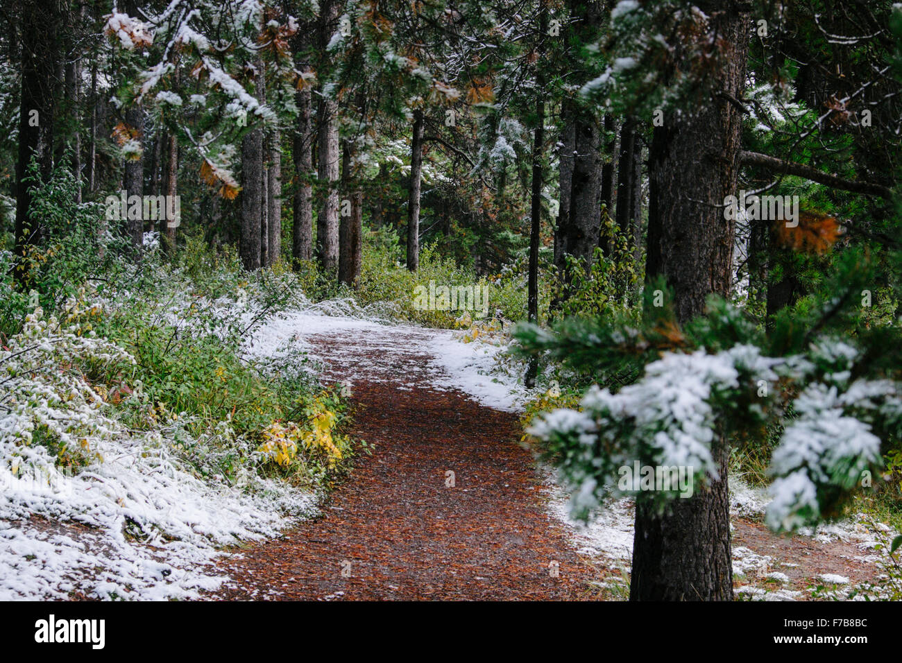 Trail Two Jack Lakeside Campground, Banff Nationalpark, Alberta, Canada ...