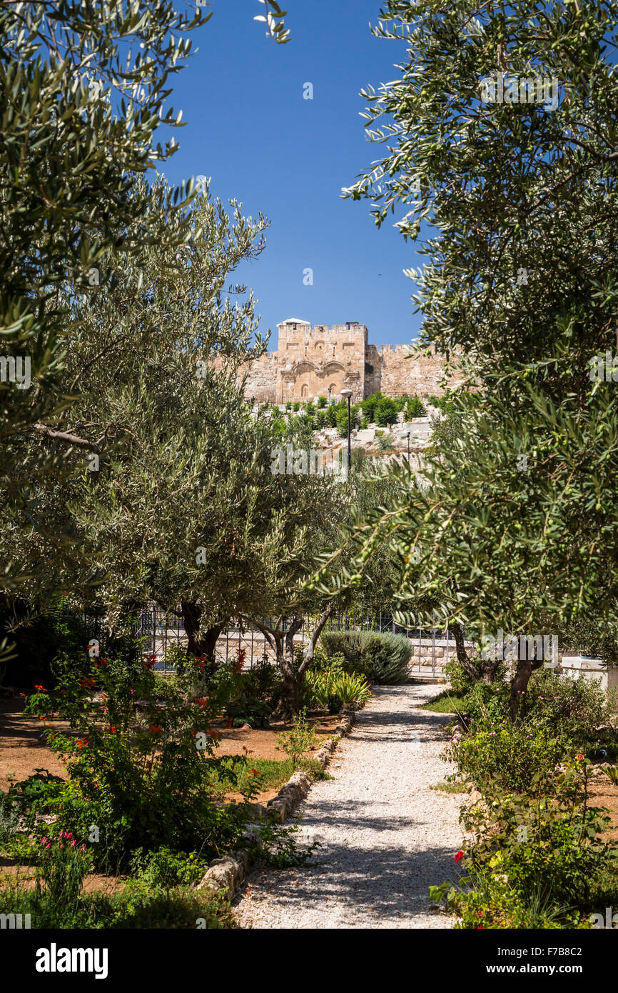 The Garden of Gethsemane on the Mount of Olives in Jerusalem, Israel ...