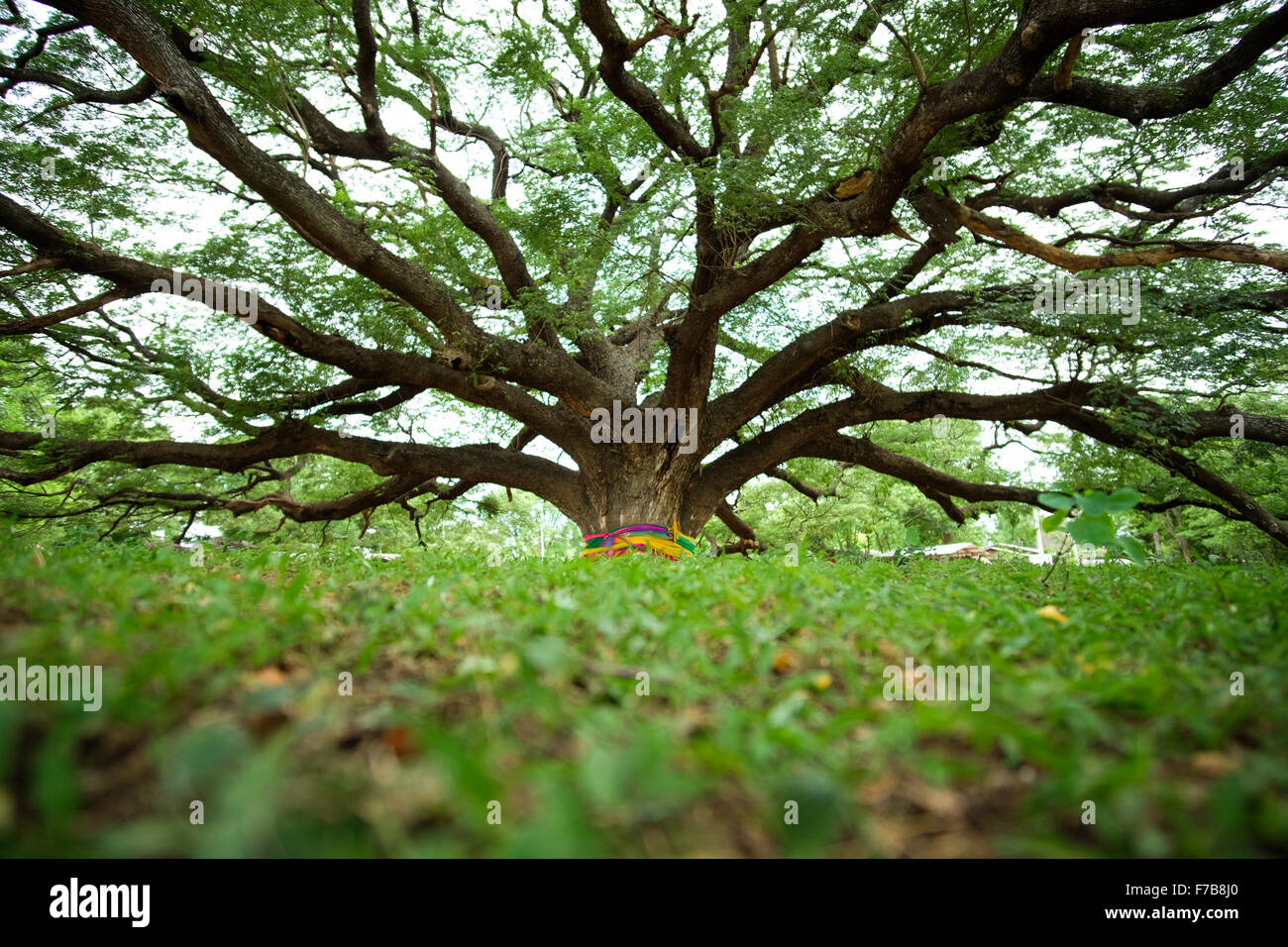 Monkeypod Tree High Resolution Stock Photography and Images - Alamy