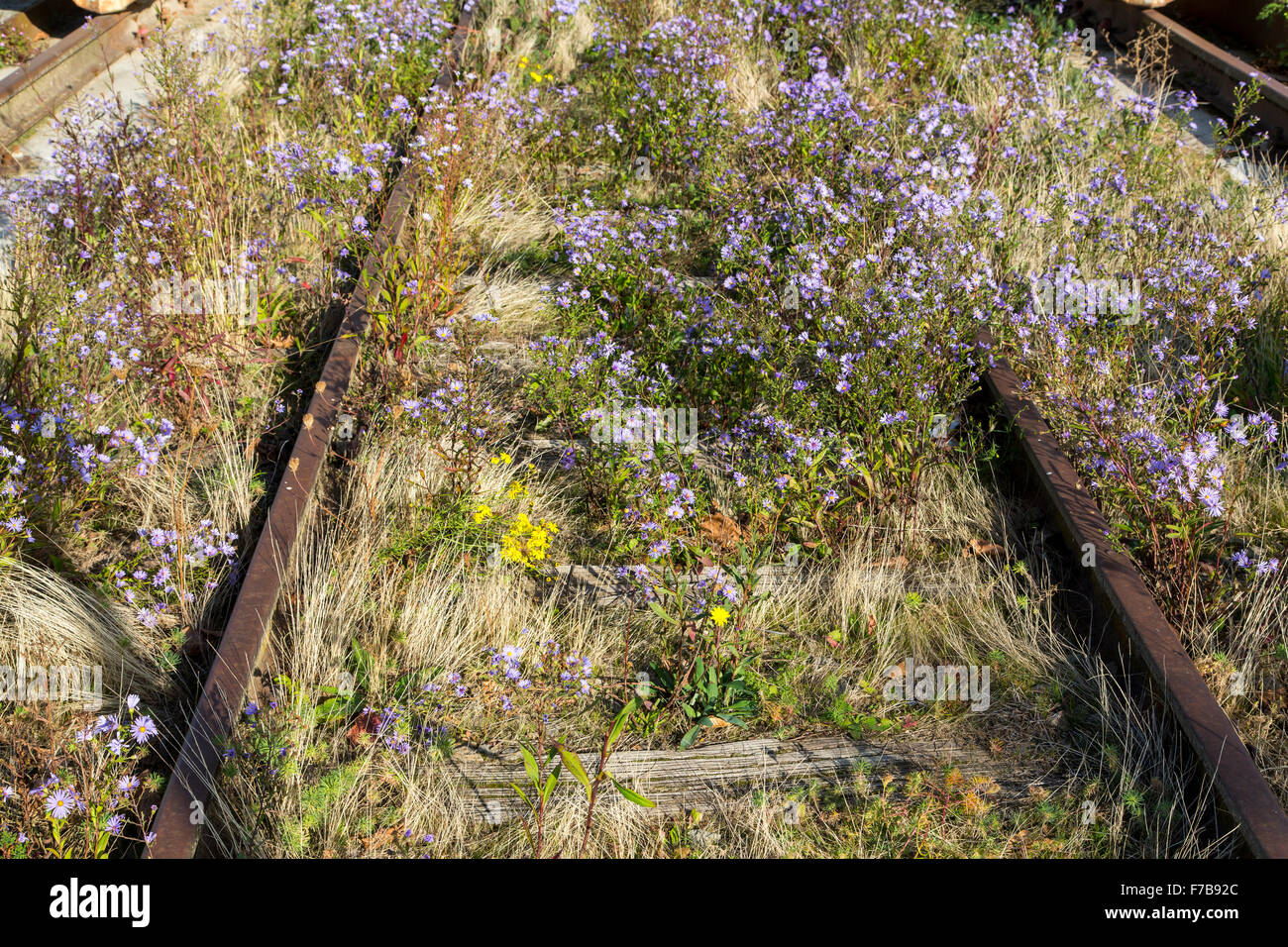 Overgrown railway tracks hi-res stock photography and images - Alamy
