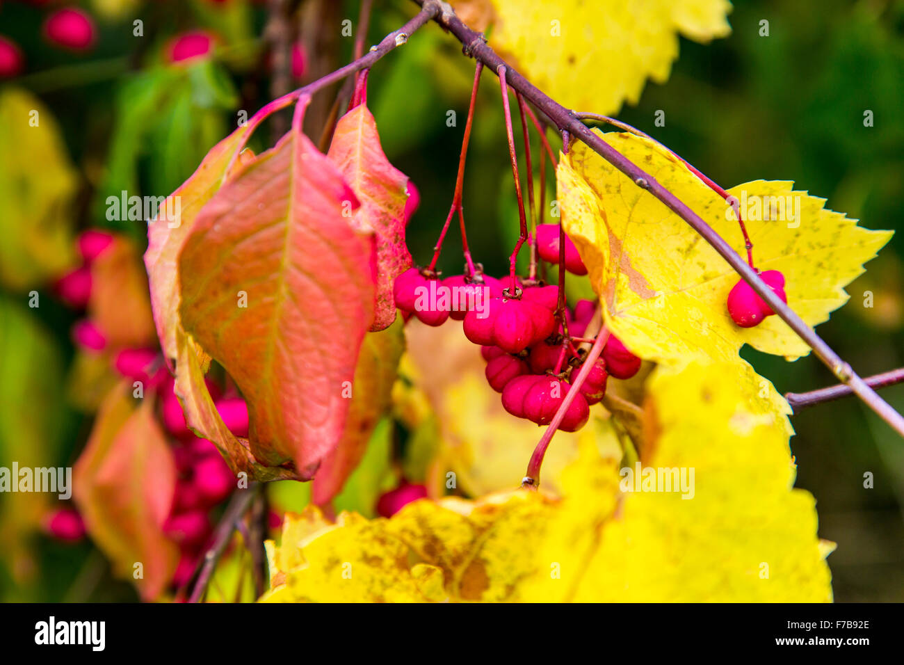 Ordinary euonymus (Euonymus europaeus), also known as euonymus Stock ...