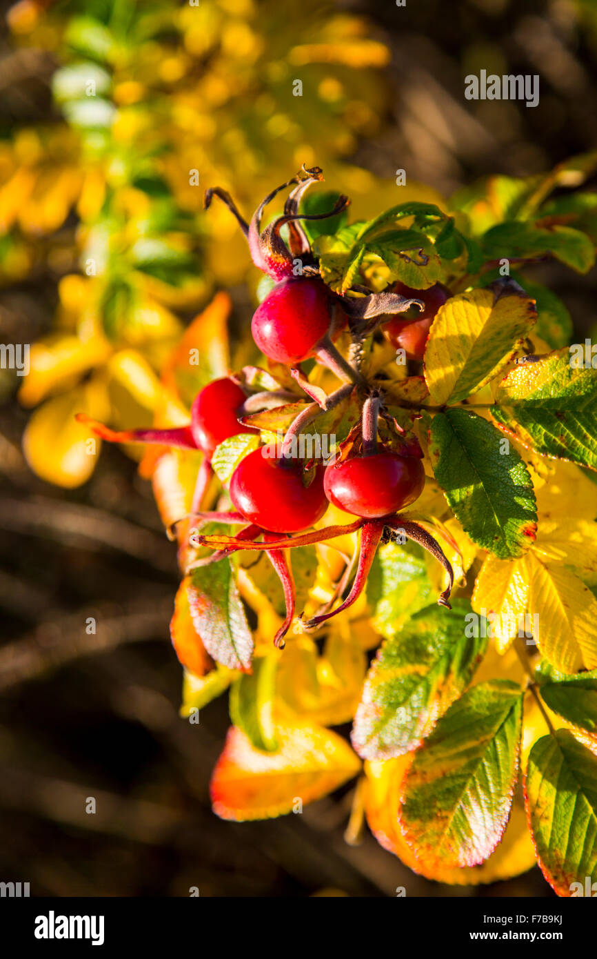 Red fruit of rose hip, (Rosa canina Stock Photo - Alamy