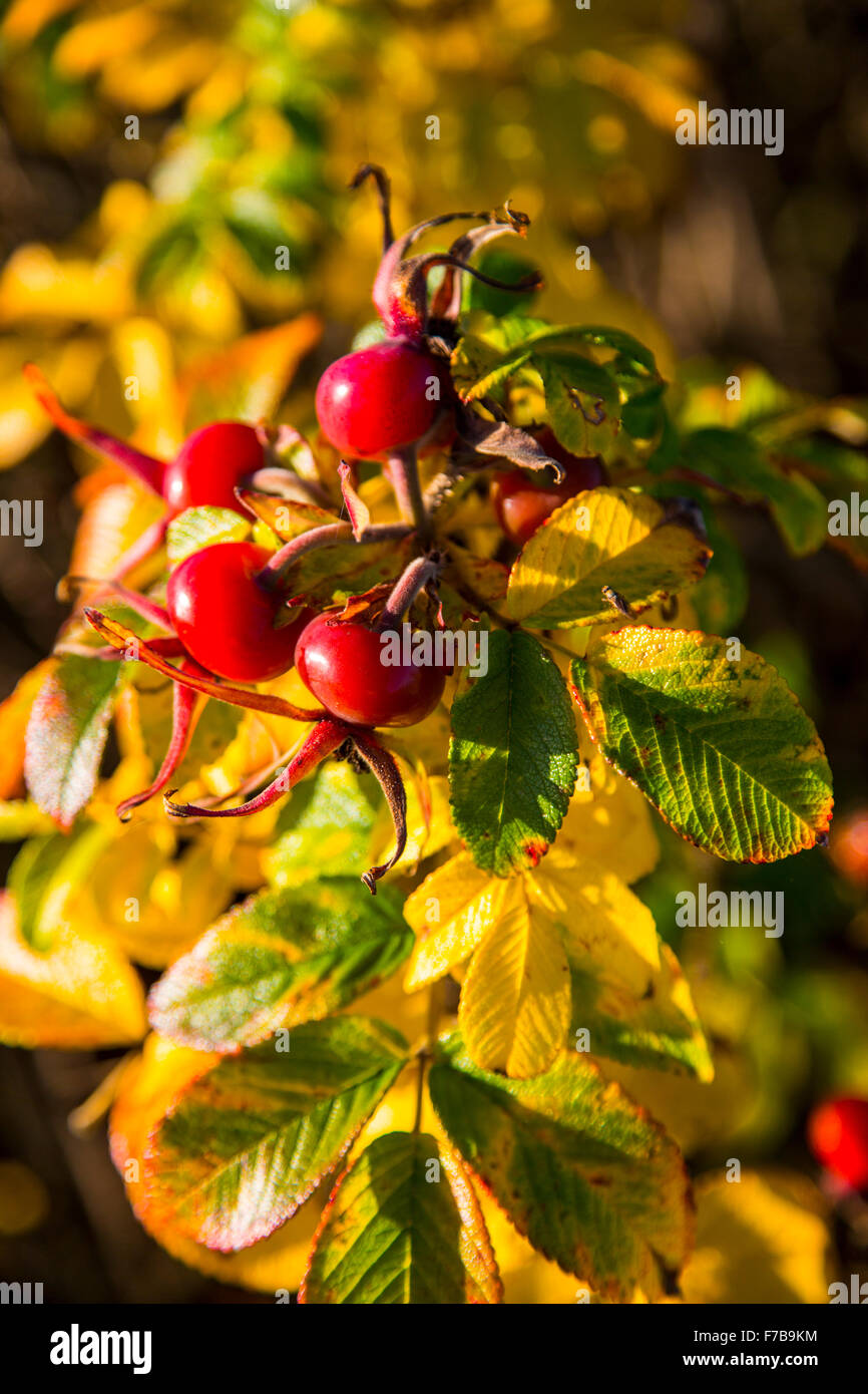 Red fruit of rose hip, (Rosa canina Stock Photo - Alamy
