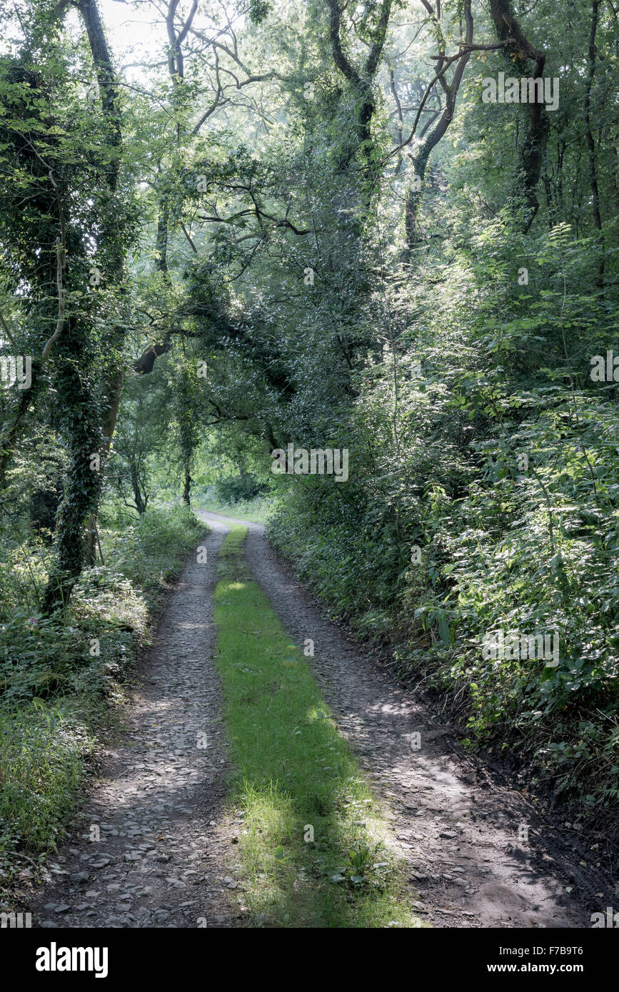 Woodland track in England with sunlight filtering between the soft ...