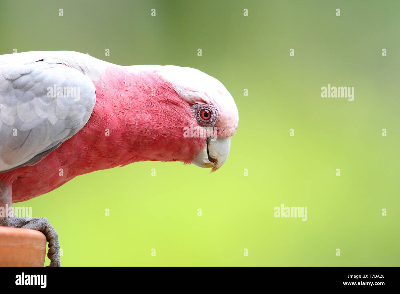 Galah (Eolophus roseicapilla) in Australia Stock Photo - Alamy