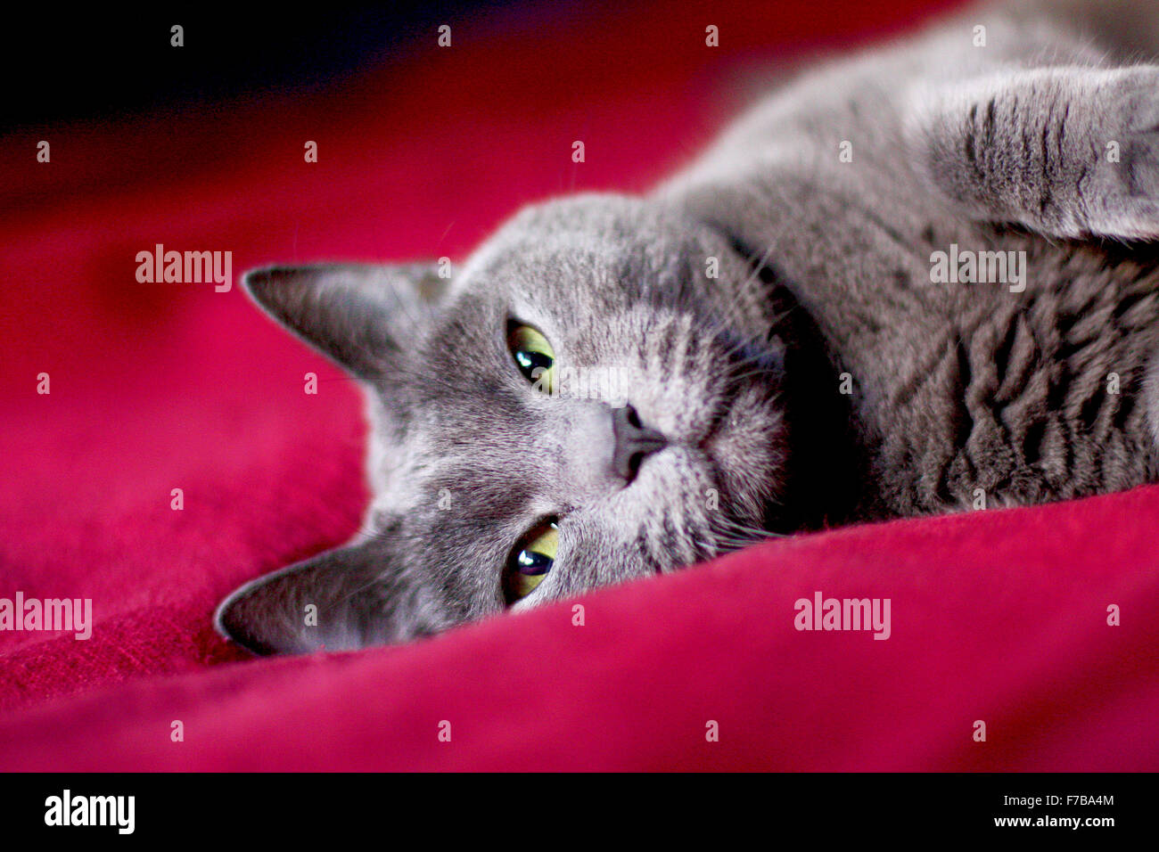 Little diva hi-res stock photography and images - Alamy