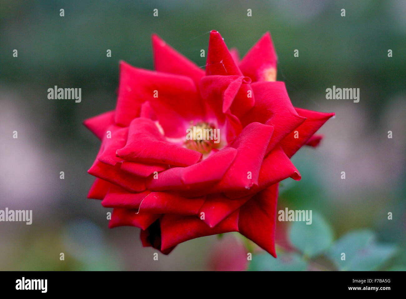 Old Red Rose Stock Photo - Alamy