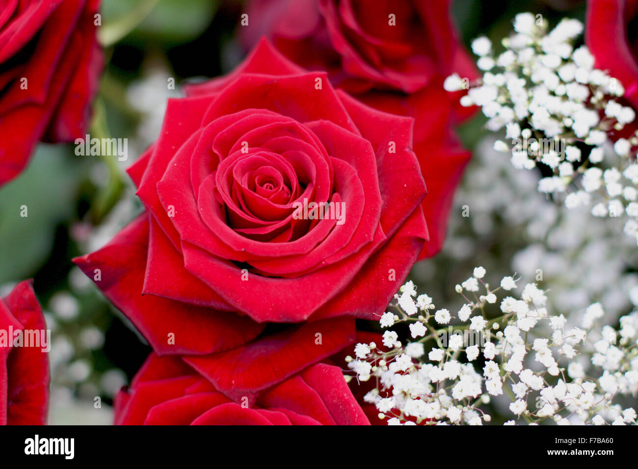 Red roses meaning hi-res stock photography and images - Alamy