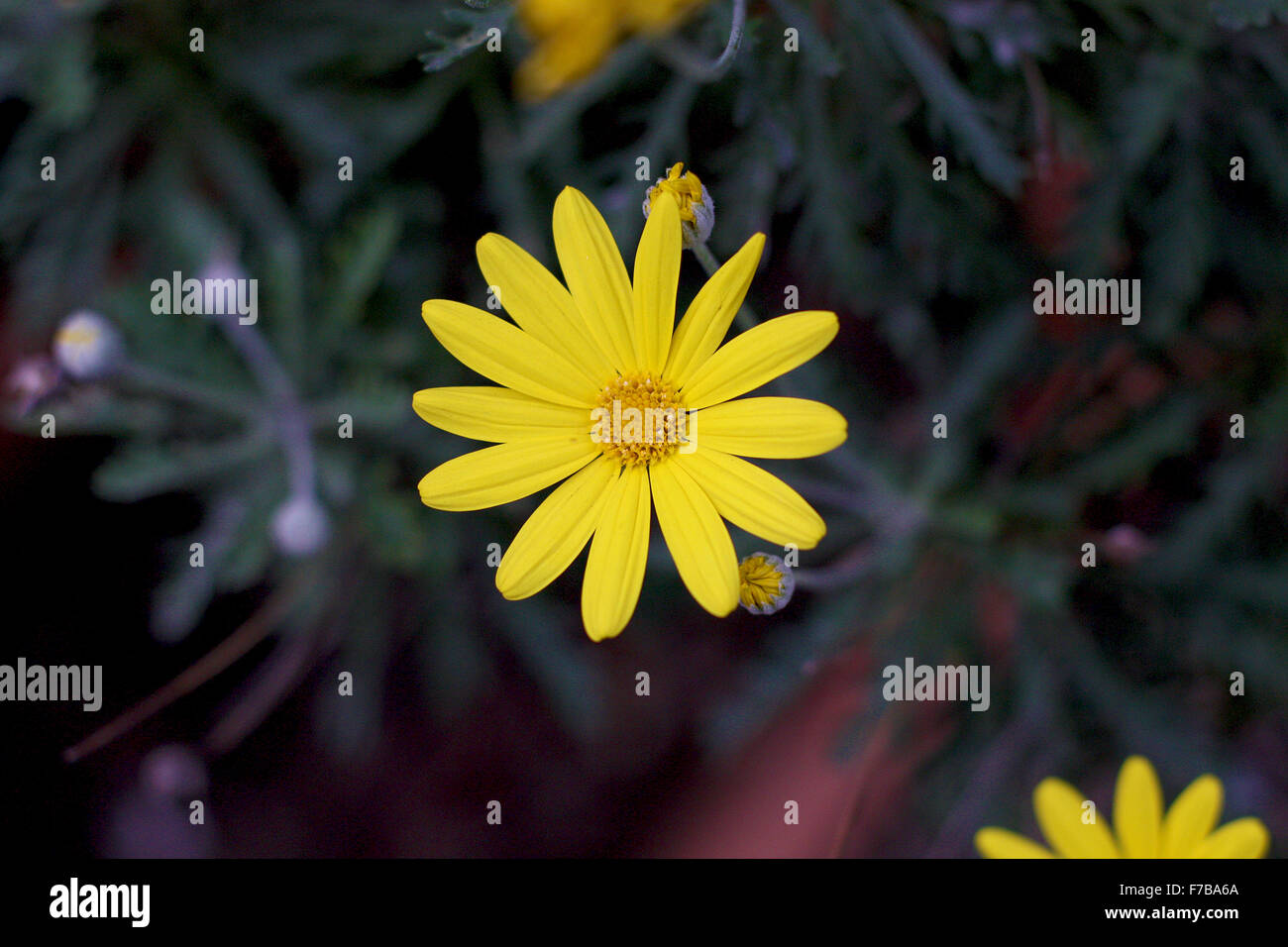 Yellow Daisy Closeup Stock Photo - Alamy