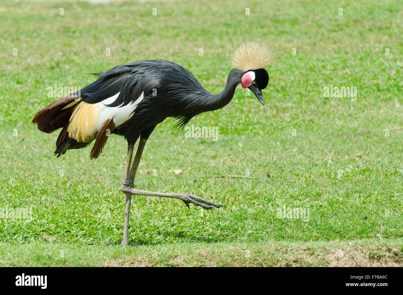 Grey Crowned Crane Stock Photo - Alamy