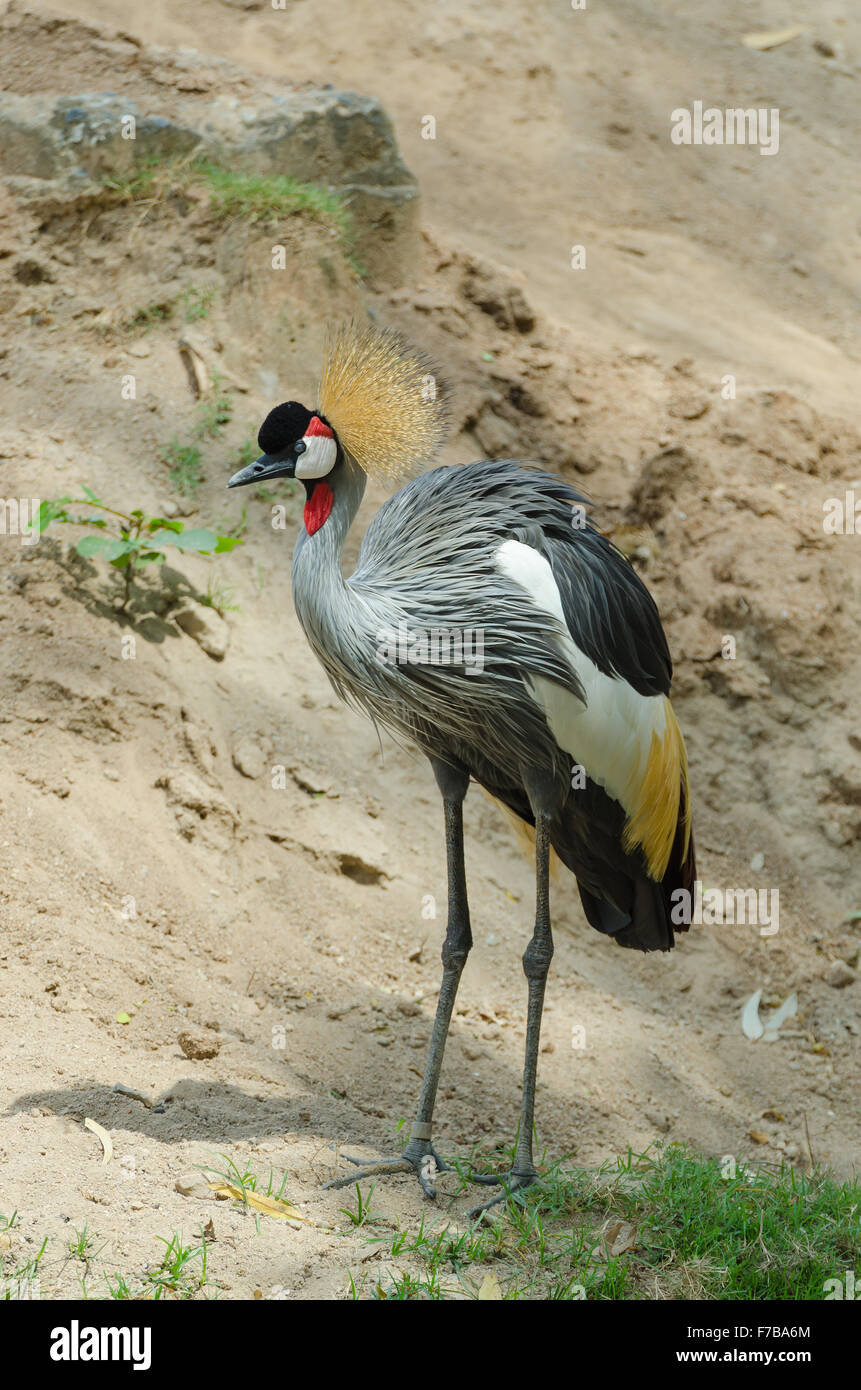 Grey Crowned Crane Stock Photo - Alamy