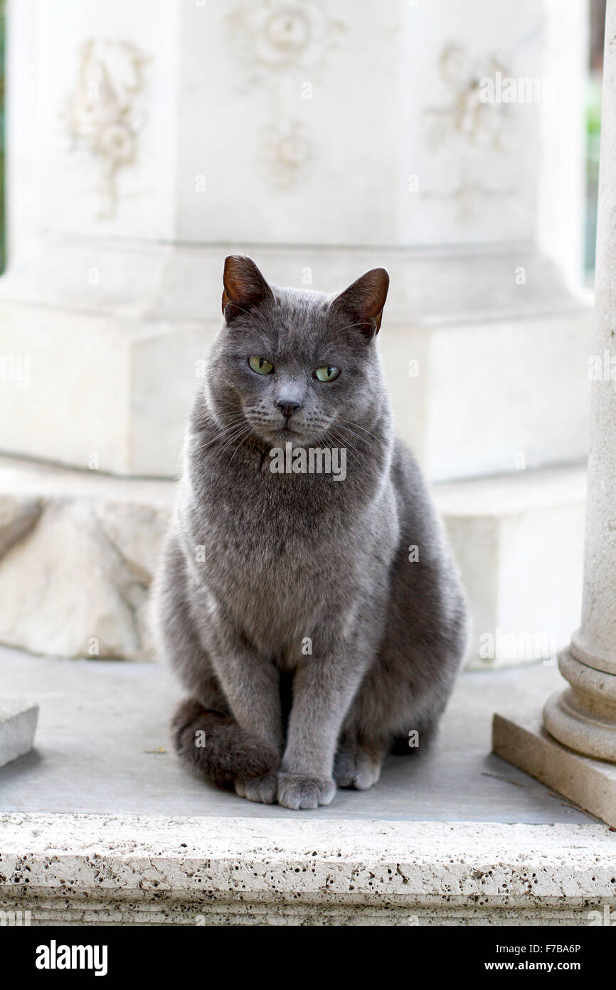Wild Carthusian Cat Stock Photo - Alamy