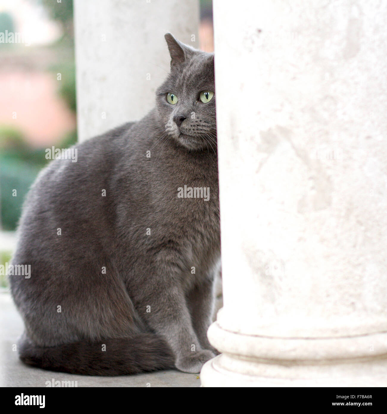 Wild Carthusian Cat Stock Photo - Alamy