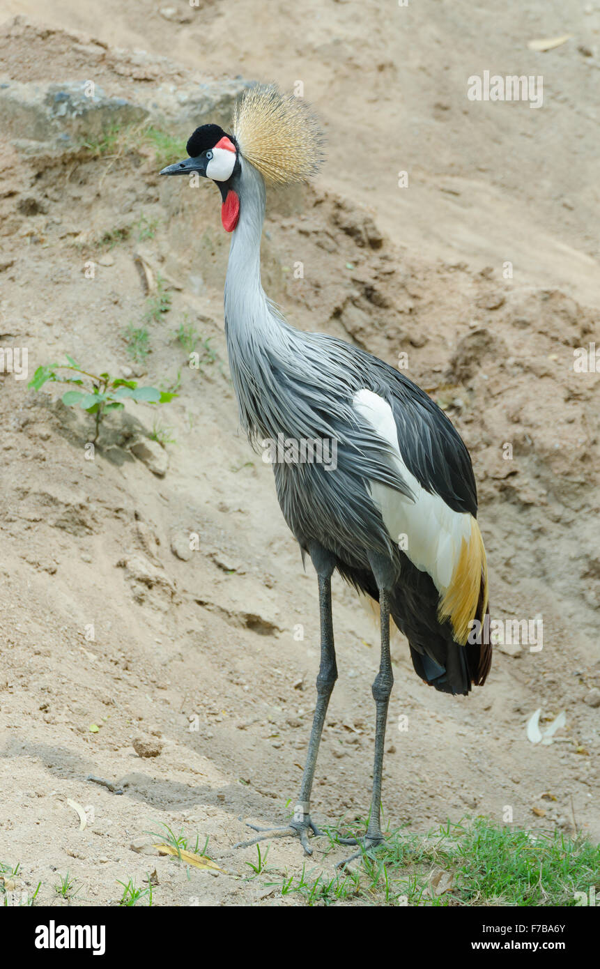 Black crown crane hi-res stock photography and images - Alamy