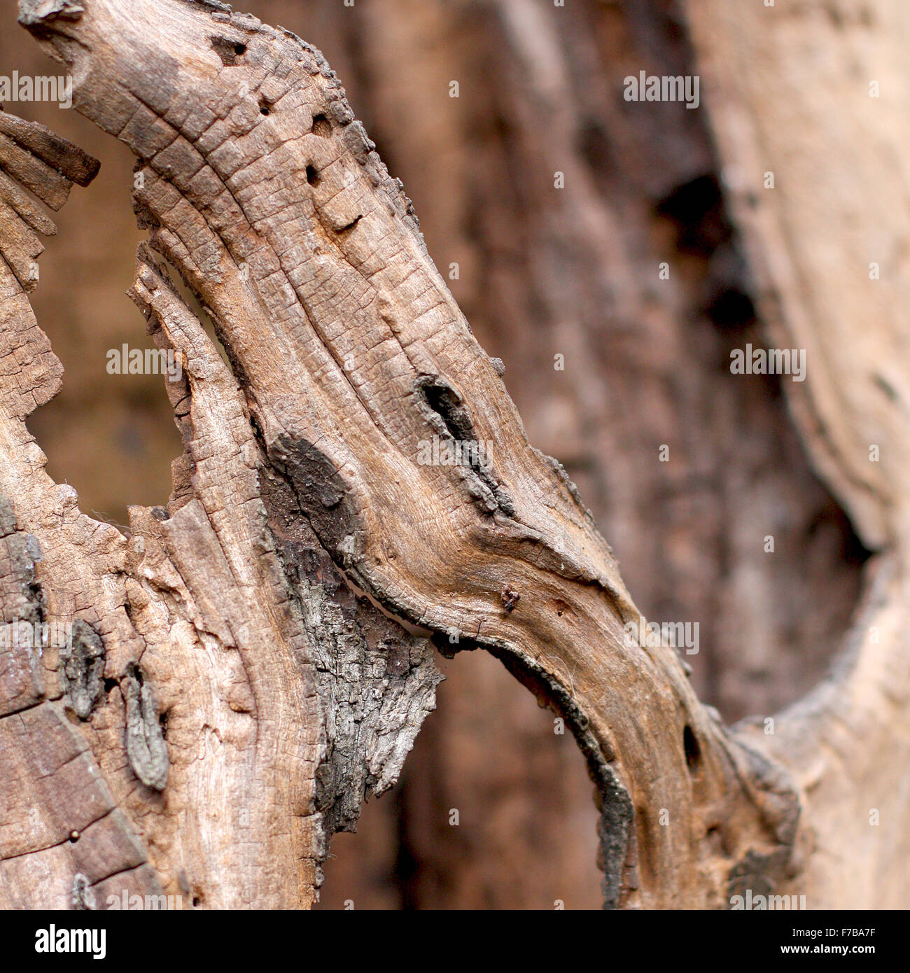 Pine cortex texture hi-res stock photography and images - Alamy