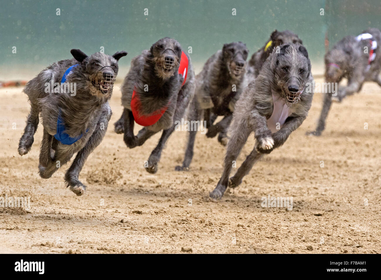 Irish greyhound racing dogs hi-res stock photography and images - Alamy