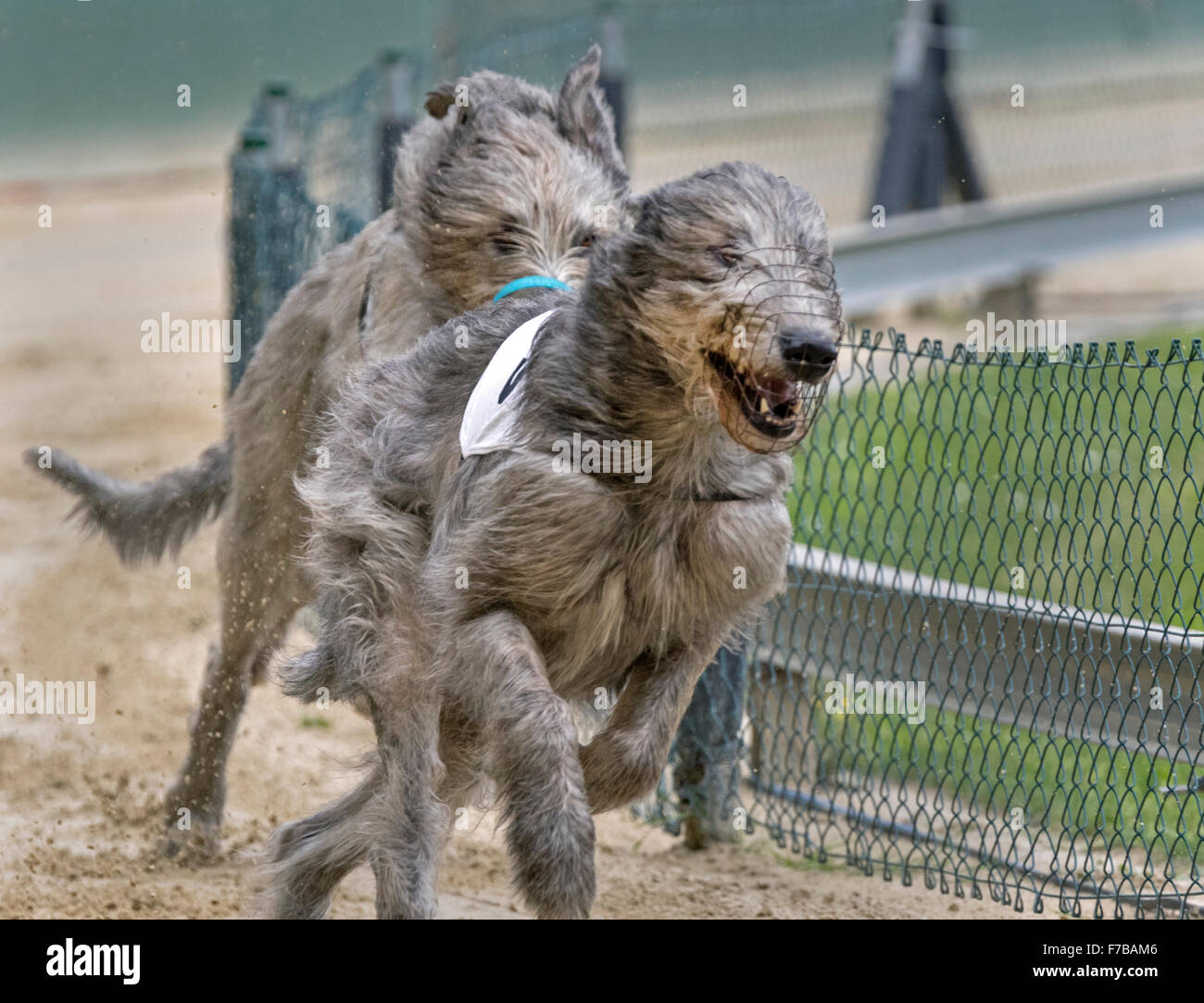 Irish greyhound racing dogs hi-res stock photography and images - Alamy