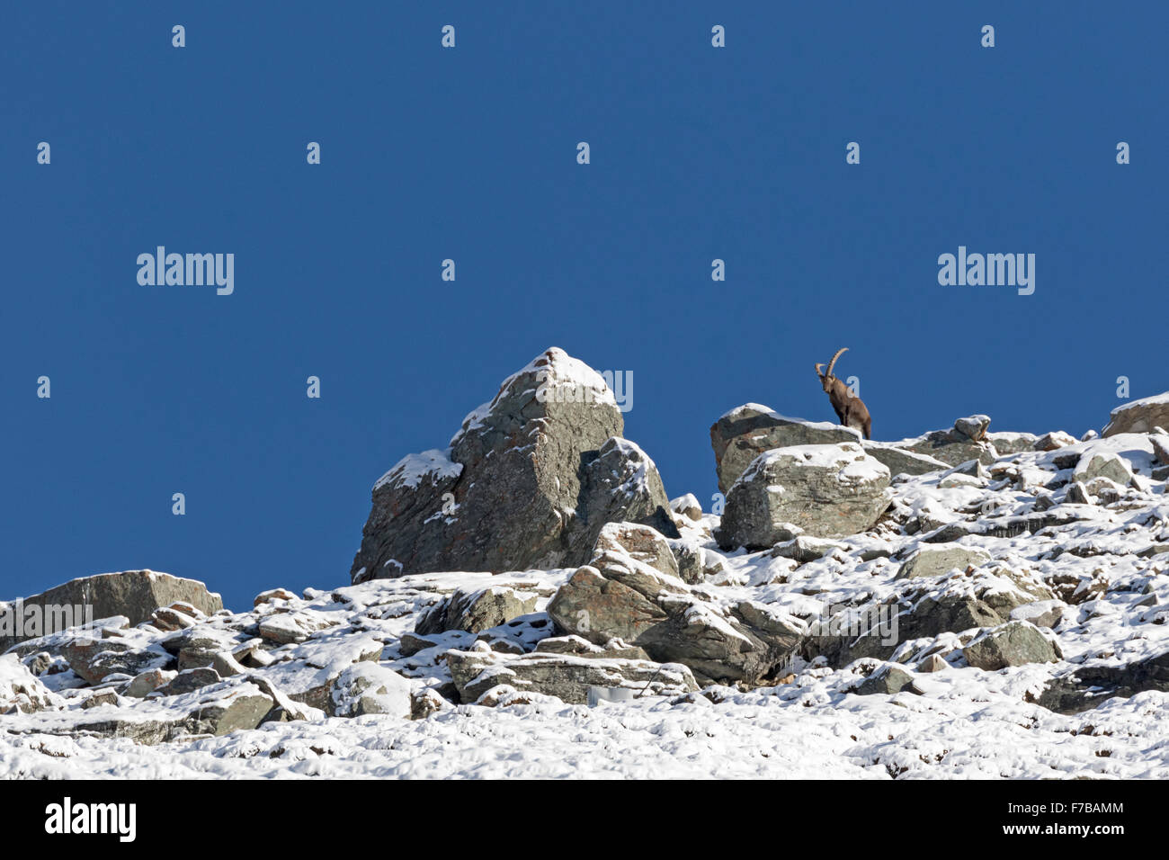Alpine ibex with snow (Capra ibex), High Tauern National Park, Austria ...