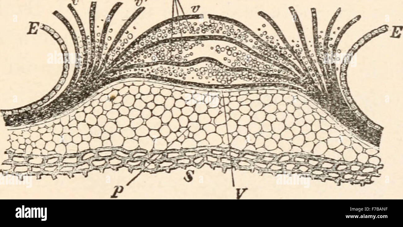 Elements of plant anatomy Stock Photo - Alamy