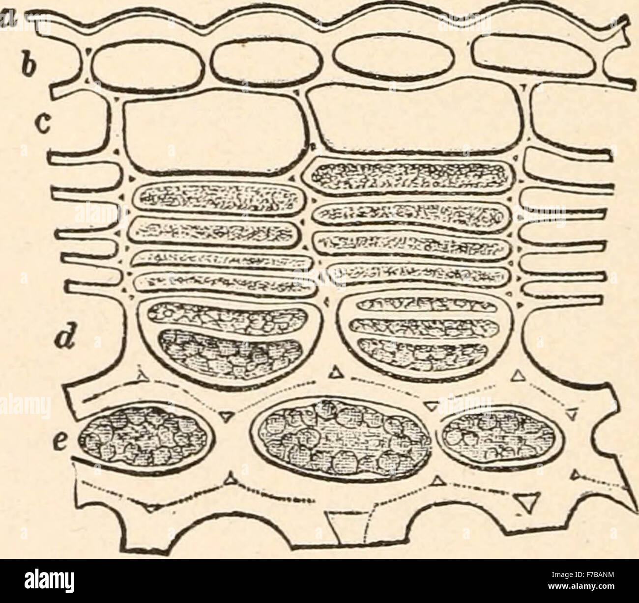 Elements of plant anatomy Stock Photo - Alamy