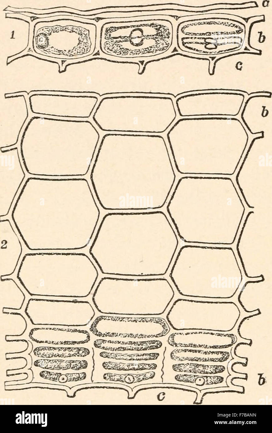 Elements of plant anatomy Stock Photo - Alamy