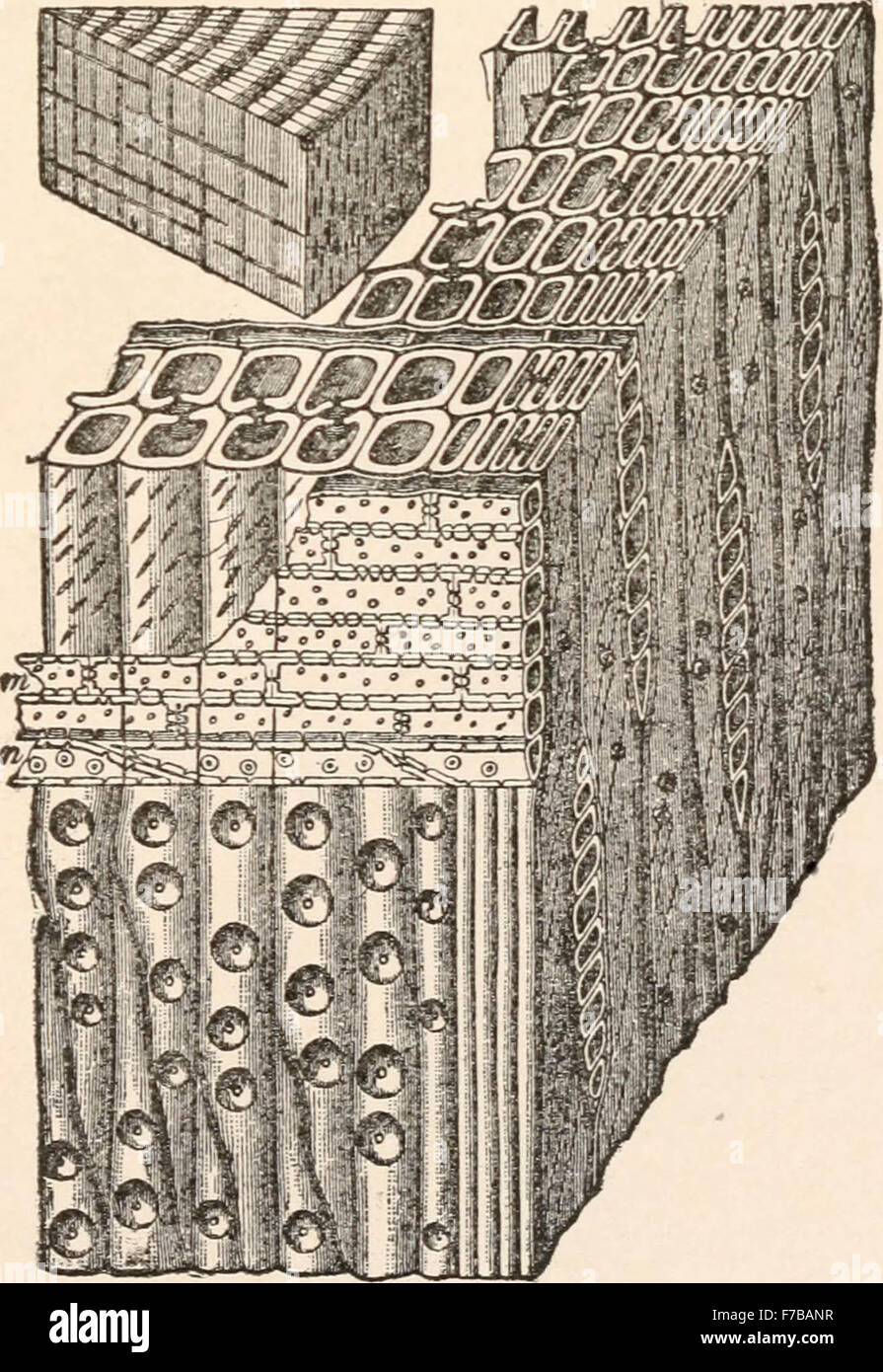 Elements of plant anatomy Stock Photo - Alamy