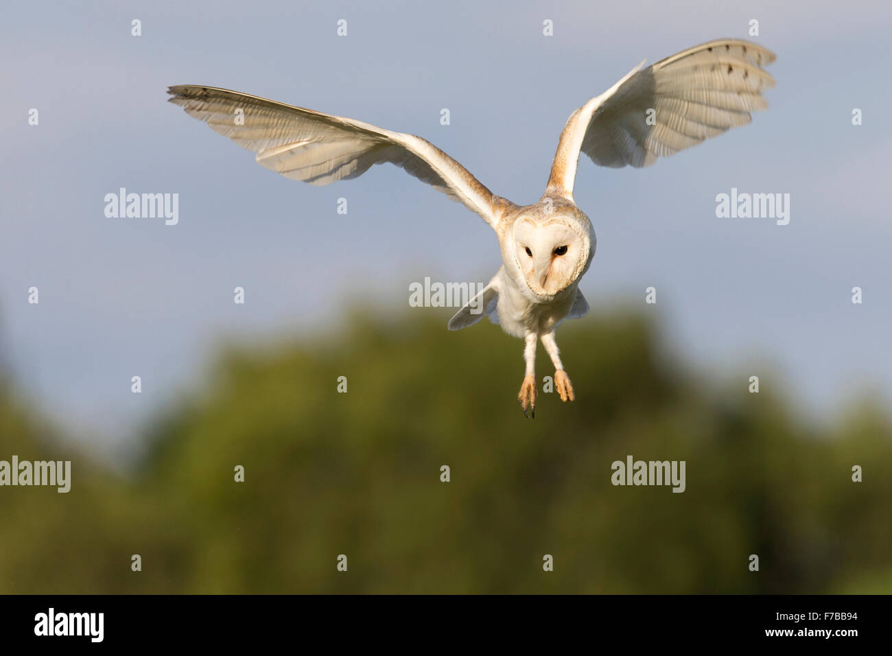 Barn Owl, flying Stock Photo - Alamy