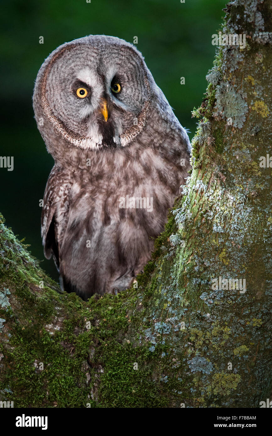 Great Grey Owl High Resolution Stock Photography and Images - Alamy