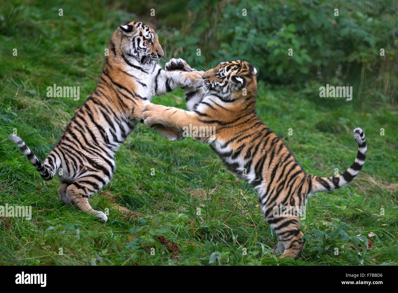Tiger cubs hi-res stock photography and images - Alamy