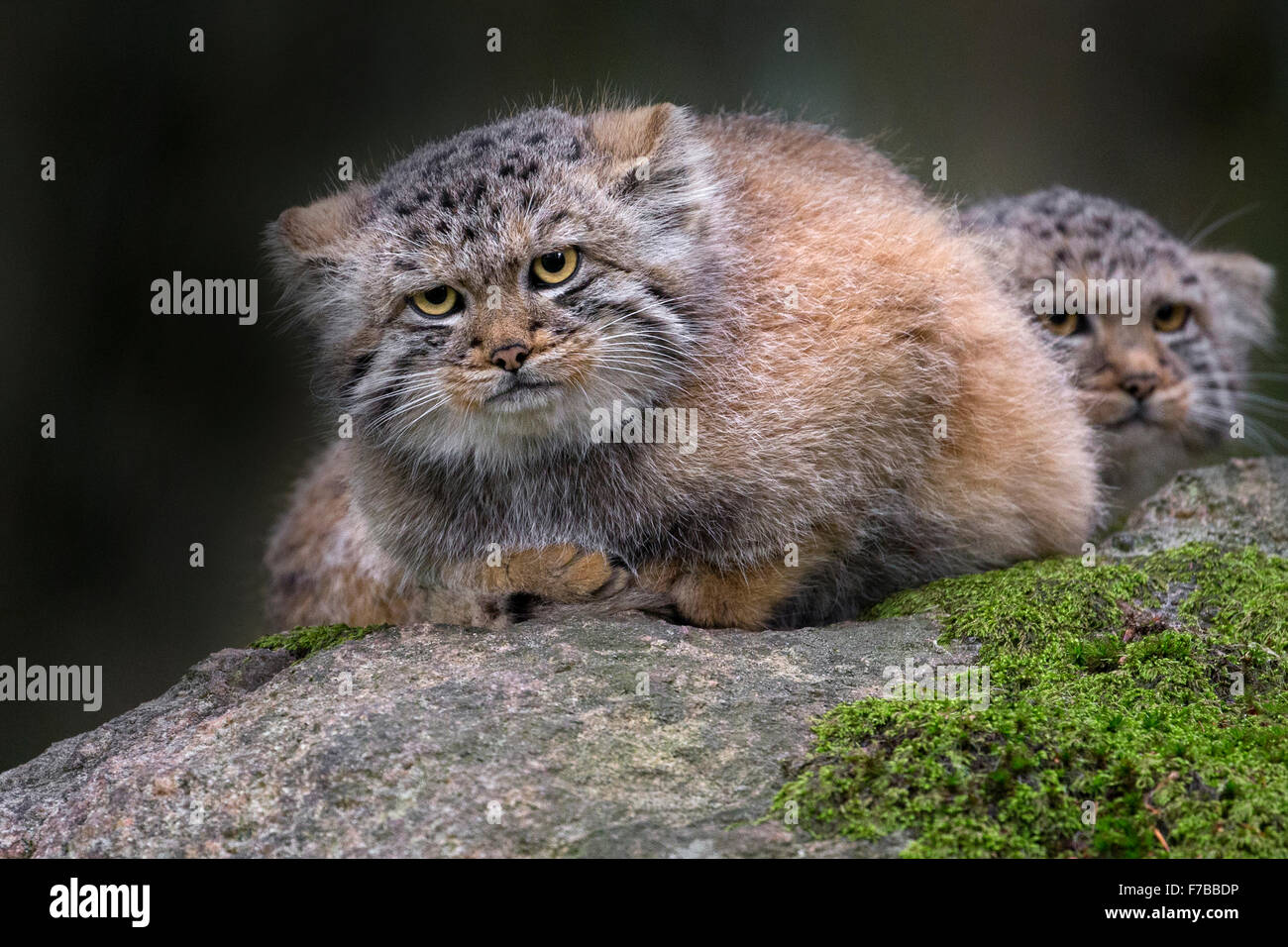 Pallas cat hi-res stock photography and images - Alamy