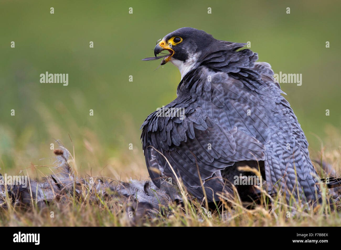 Peregrine Falcon, mantling Stock Photo - Alamy
