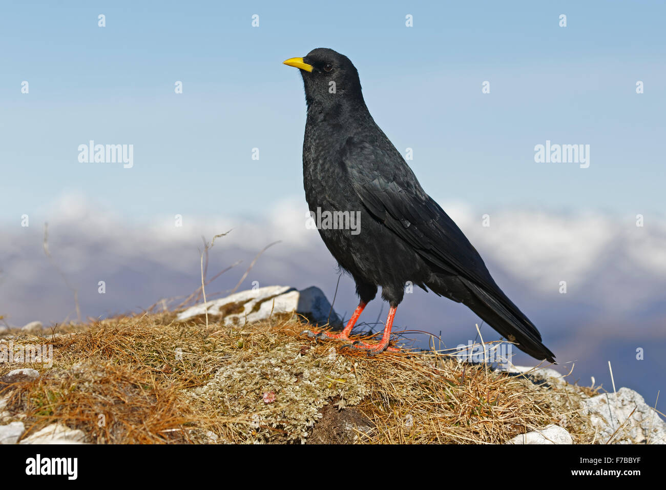 Chough bird hi-res stock photography and images - Alamy