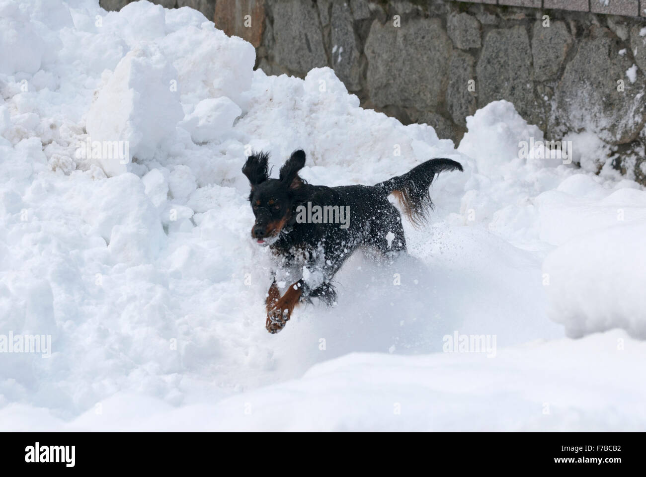 Excited large dog hi-res stock photography and images - Alamy