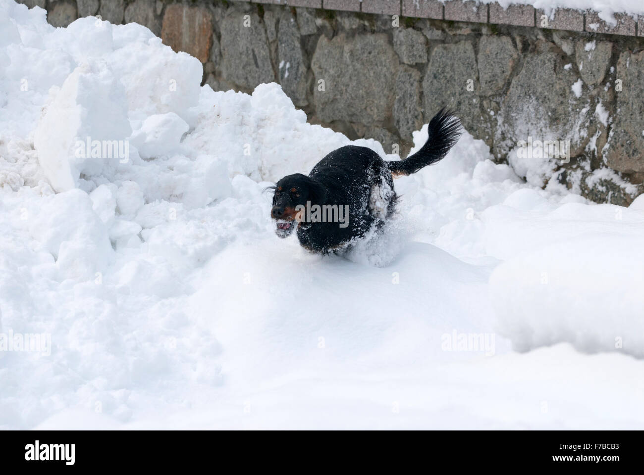 Excited brown dog hi-res stock photography and images - Alamy