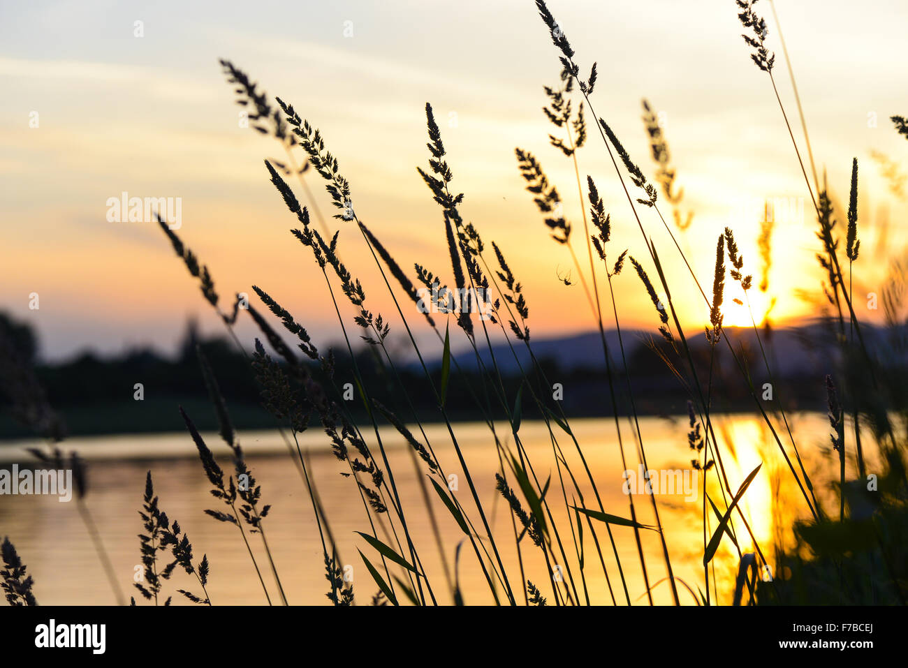 Vienna, River New Danube, Austria Stock Photo - Alamy