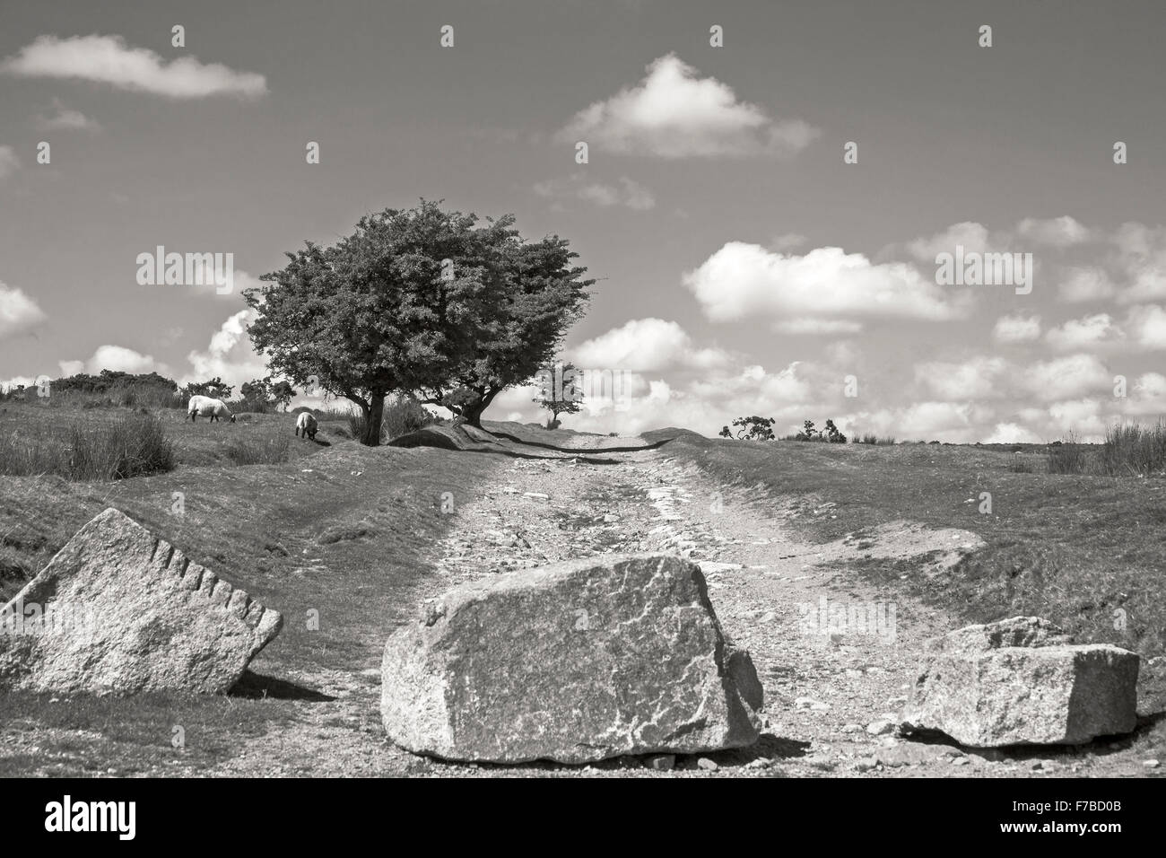 Bodmin moor landscape trees hi-res stock photography and images - Alamy
