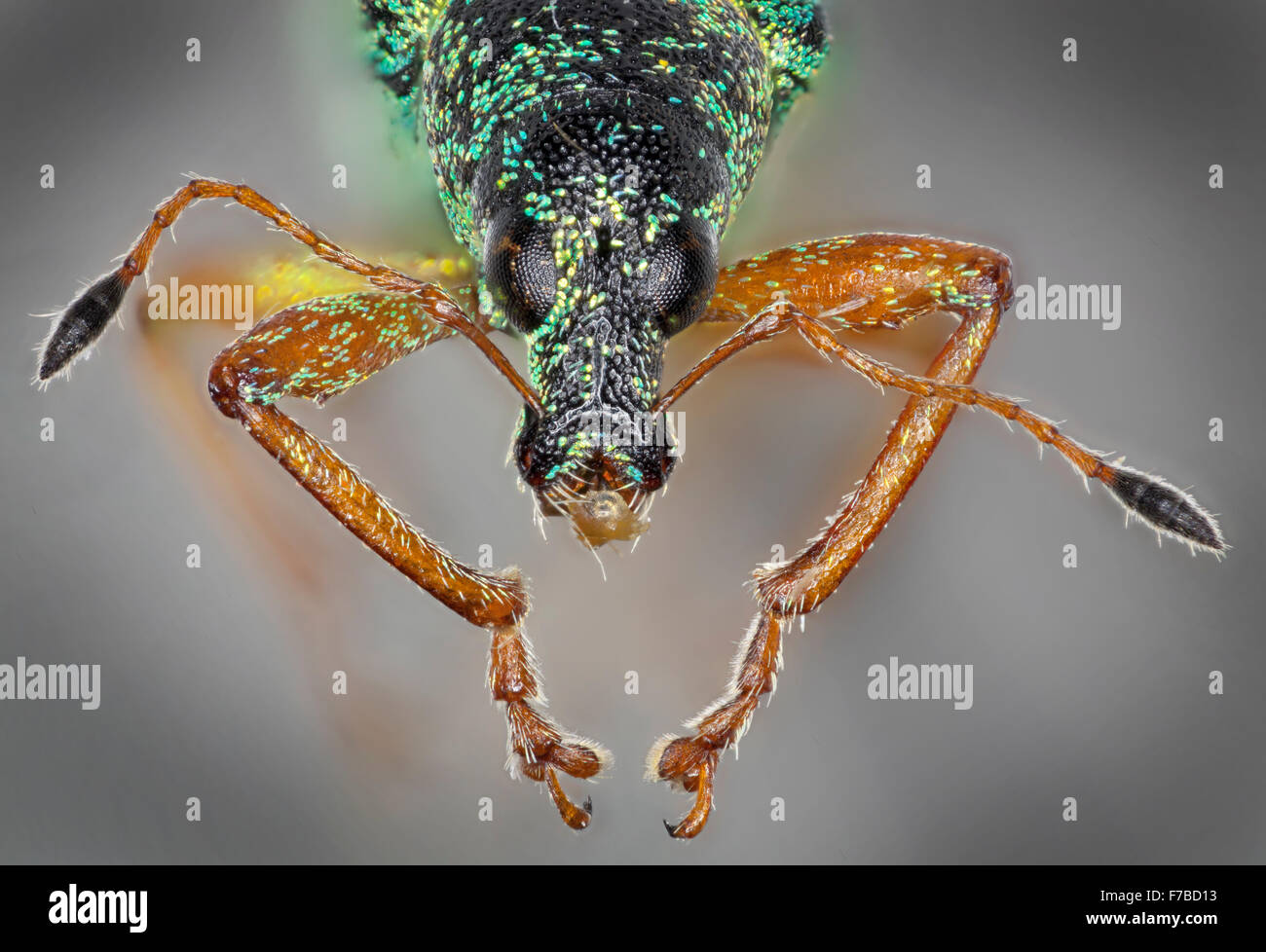 Green Nettle Weevil, Phyllobius pomaceus Gyllenhal, high macro view of ...